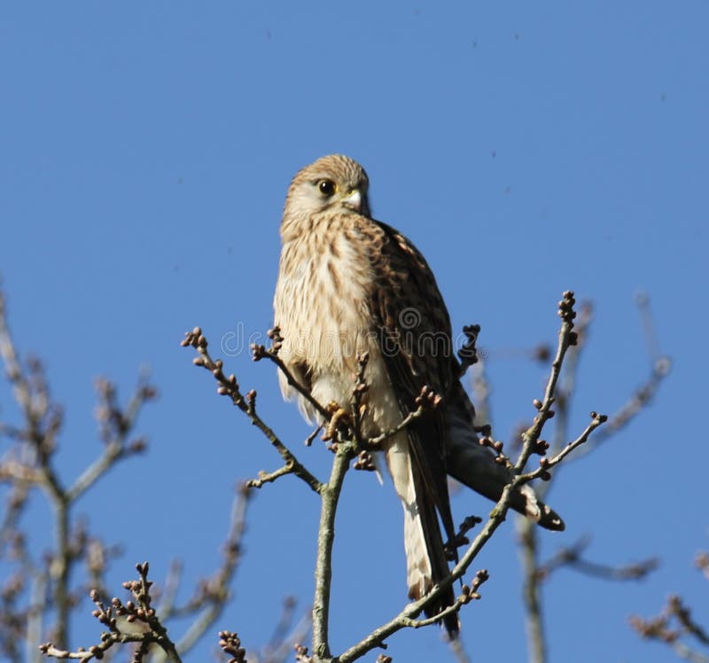 A common kestrel in a tree stock image. Image of naturallightcodes ...