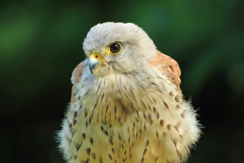 Common kestrel stock photo. Image of bird, common, world - 43160020