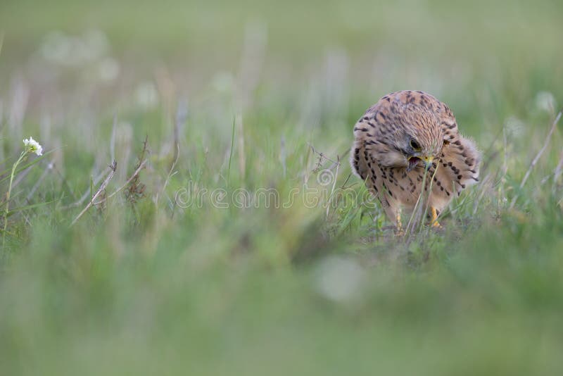 A Common Kestrel Viewed from a Low Angle Coughing Up a Pellet in the ...