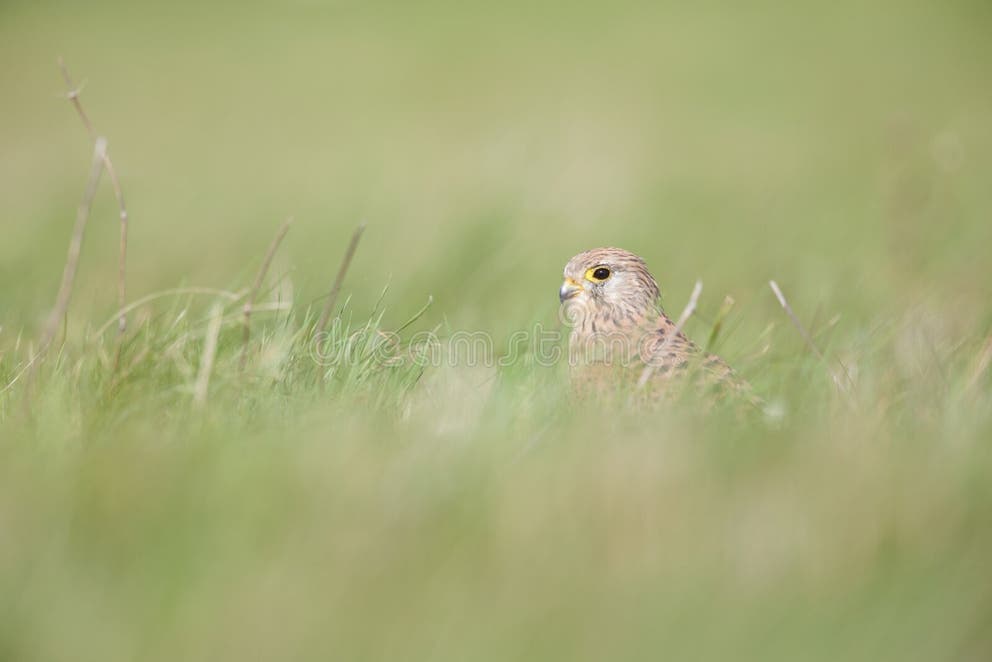 A Common Kestrel Viewed from a Low Angle Resting in the Grass in ...