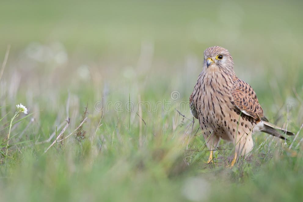 A Common Kestrel Viewed from a Low Angle Resting in the Grass in ...