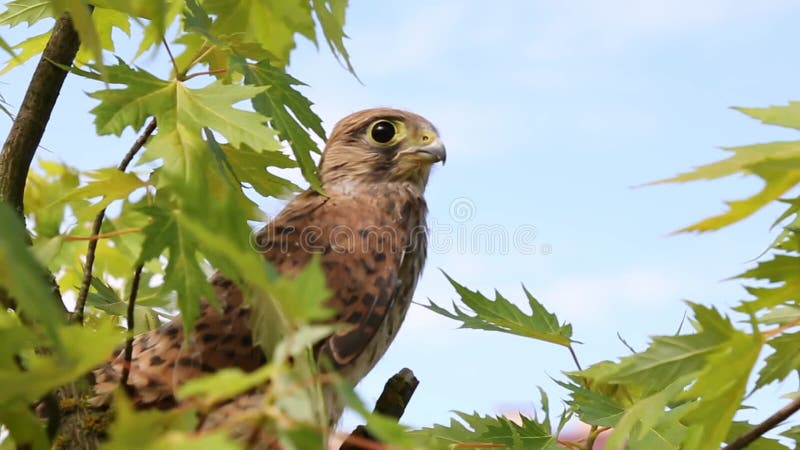 Common Kestrel in the Wild. the Falcon is Sitting on a Tree Branch ...