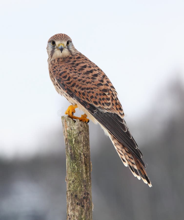 Common kestrel in winter stock photo. Image of feather - 43363654