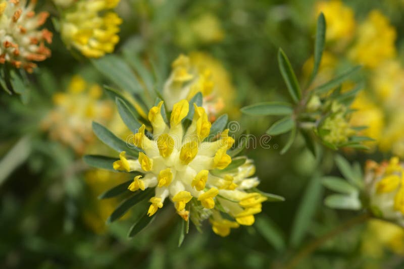 Common kidney vetch stock photo. Image of close, ladys - 304074008