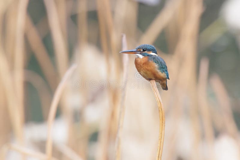 Common Kingbird bird stock image. Image of beijing, bill - 299006847