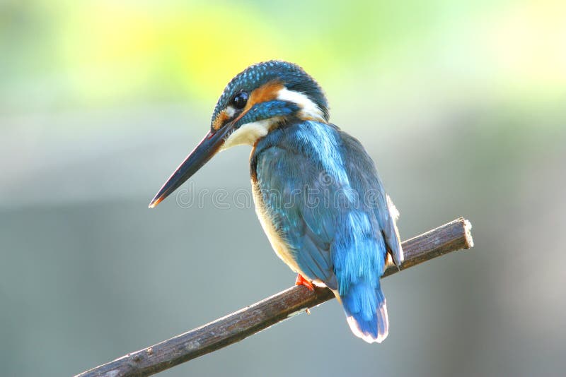 Malachite Kingfisher stock image. Image of bill, kingfisher - 1364395