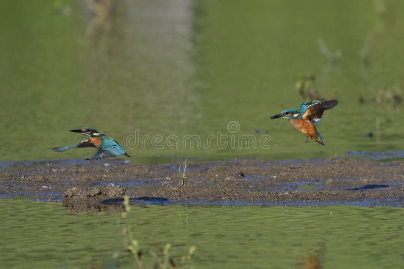 Common Kingfisher Alcedo Atthis Stock Photo - Image of ecology, river ...