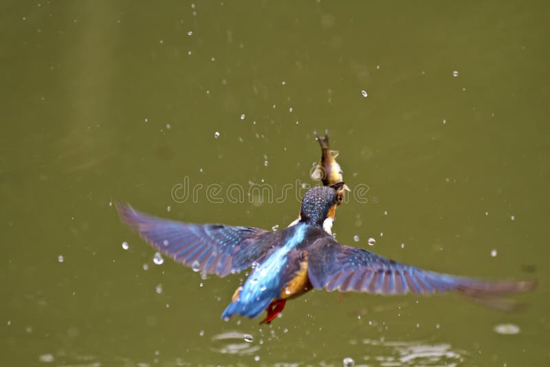 Kingfisher, Alcedo atthis stock photo. Image of british - 33102330