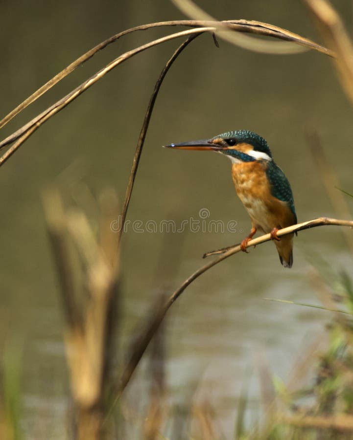 Running Indian Visual Flag Stock Photos - Free & Royalty-Free Stock ...