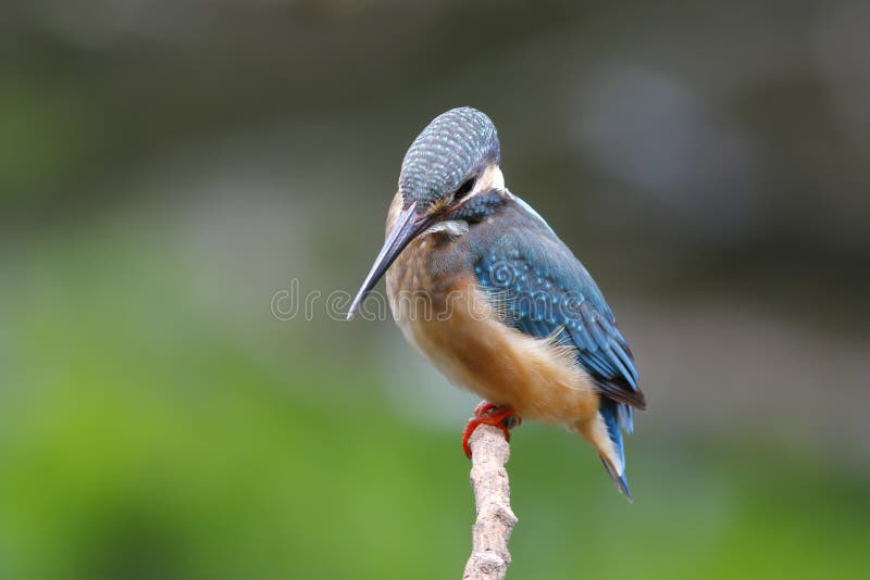 Common Kingfisher Alcedo Atthis Stock Photo - Image of atthis, bird ...