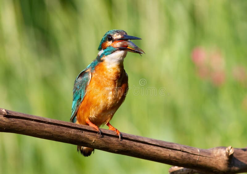 Common Kingfisher, Alcedo Atthis. a Bird Eats a Caught Fish Stock Image ...
