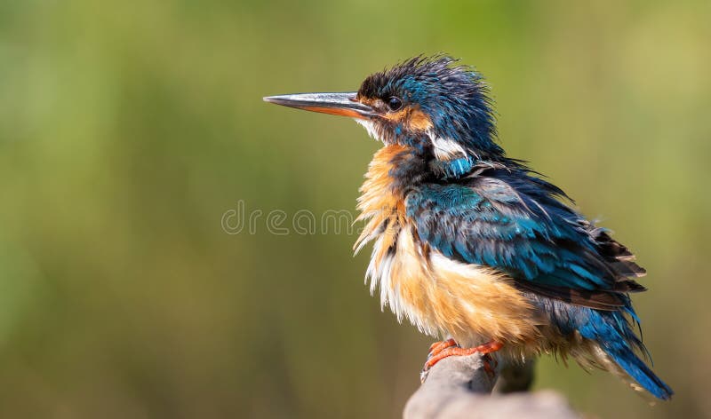 Common Kingfisher, Alcedo Atthis. the Bird Has Fluffed Out Its Feathers ...