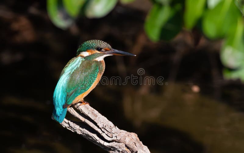 Common Kingfisher, Alcedo Atthis. a Bird Sits on a Bank Above the River ...