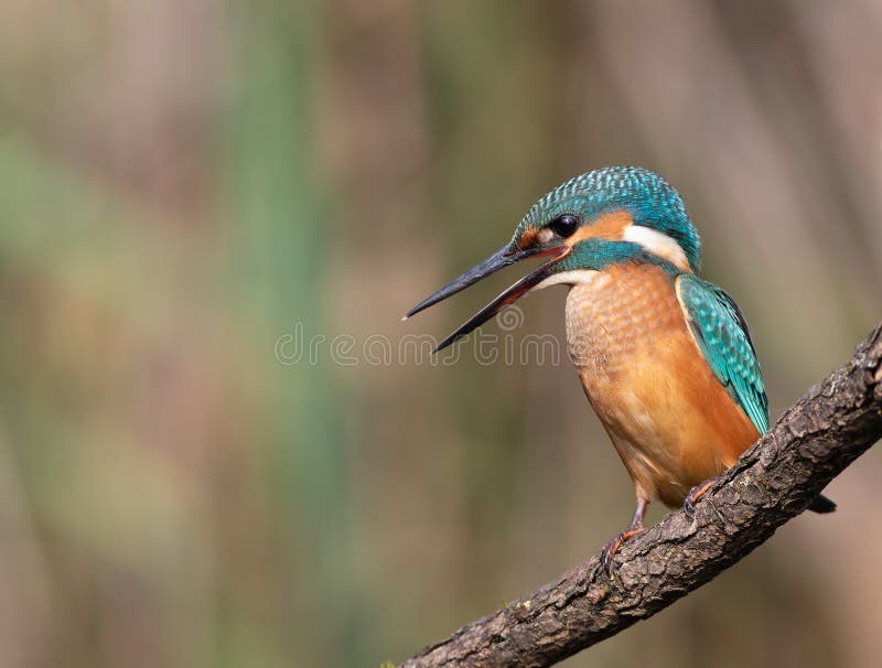 Common Kingfisher, Alcedo Atthis. a Bird is Looking at the River ...