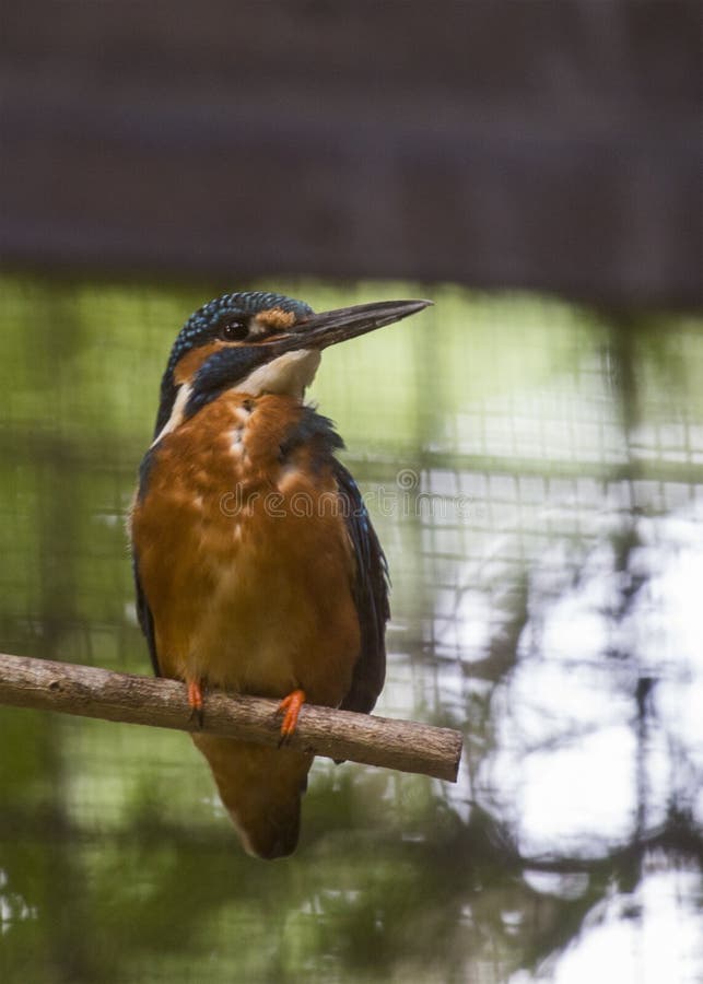 Common Kingfisher Alcedo Atthis Stock Image - Image of atthis ...
