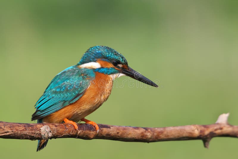 Common Kingfisher (Alcedo Atthis). Stock Image - Image of bird, nature ...