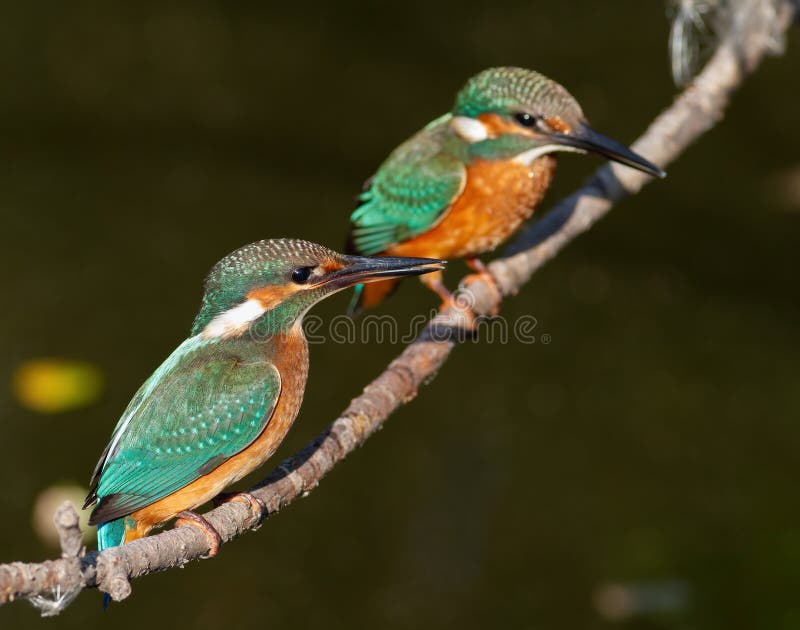 Common Kingfisher, Alcedo Atthis. Two Birds Sit on a Branch Above the ...