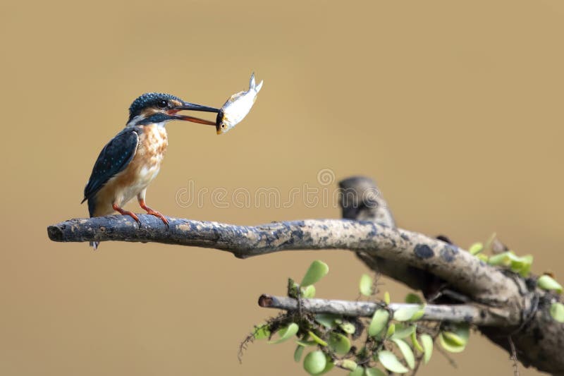 Common Kingfisher Bird Catches Fish on Branch Stock Image - Image of ...