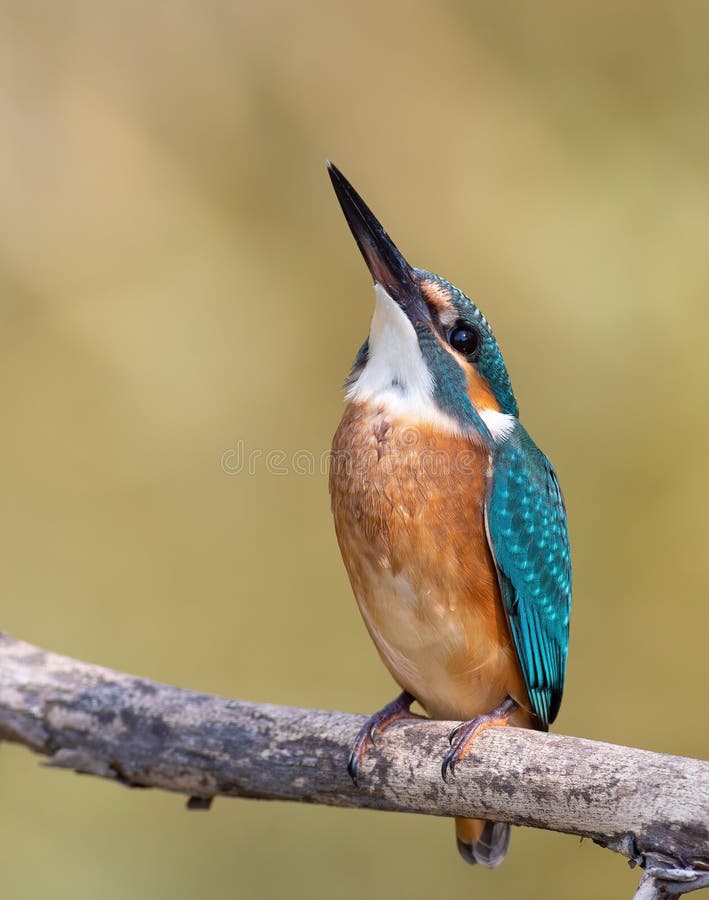 Common Kingfisher, a Bird Sits on a Branch and Looks Up Stock Photo ...