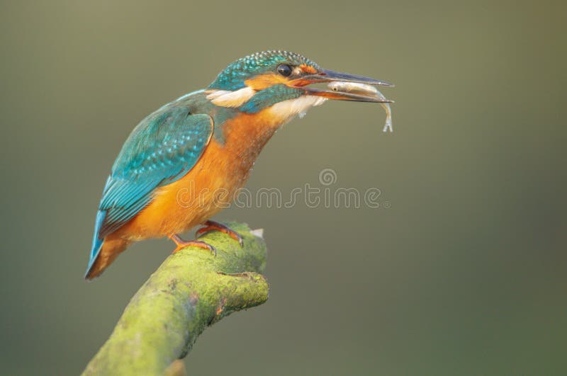 Common Kingfisher Caught a Fish Stock Image - Image of caught, green ...