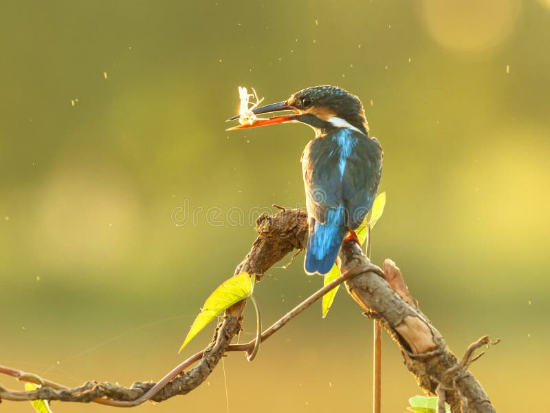 Common Kingfisher is Hunting Stock Photo - Image of birds, kingfisher ...