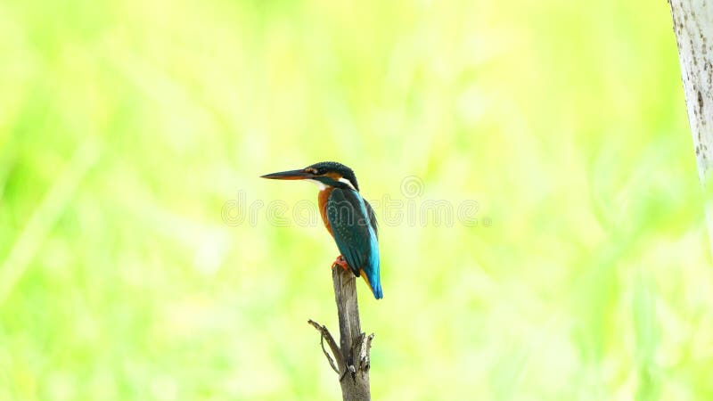 Common Kingfisher Migration Birds in Thailand and Southeast Asia. Stock ...