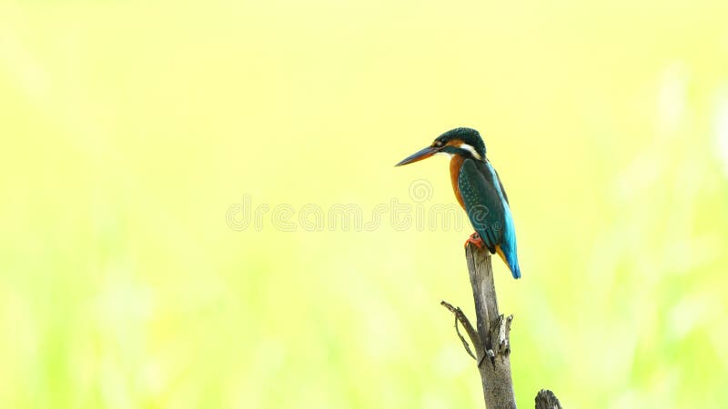 Common Kingfisher Migration Birds in Thailand and Southeast Asia. Stock ...