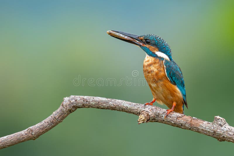 Common Kingfisher Perching on a Tree Branch Looking into a Distance ...