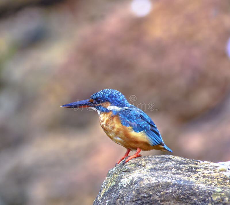 Common Kingfisher stock image. Image of small, blue, asia - 95571085