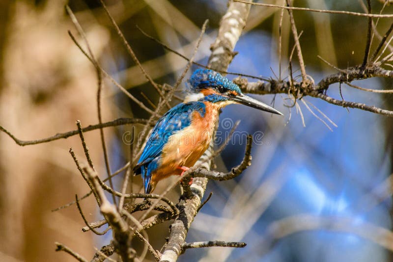 Common Kingfisher stock photo. Image of blue, asia, nature - 78462082