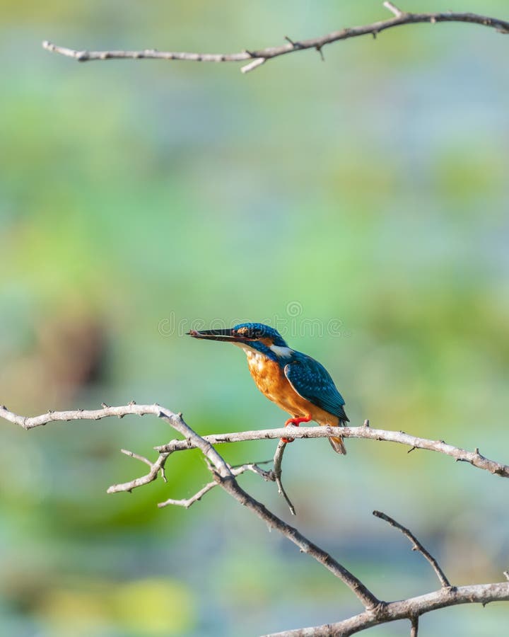 Common Kingfisher Swallowing a Small Fish, Perch in a Bare Tree Branch ...