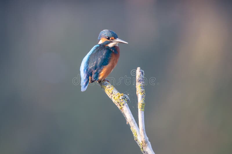 Common Kingfisher stock image. Image of ochtendzon, almere - 77936561