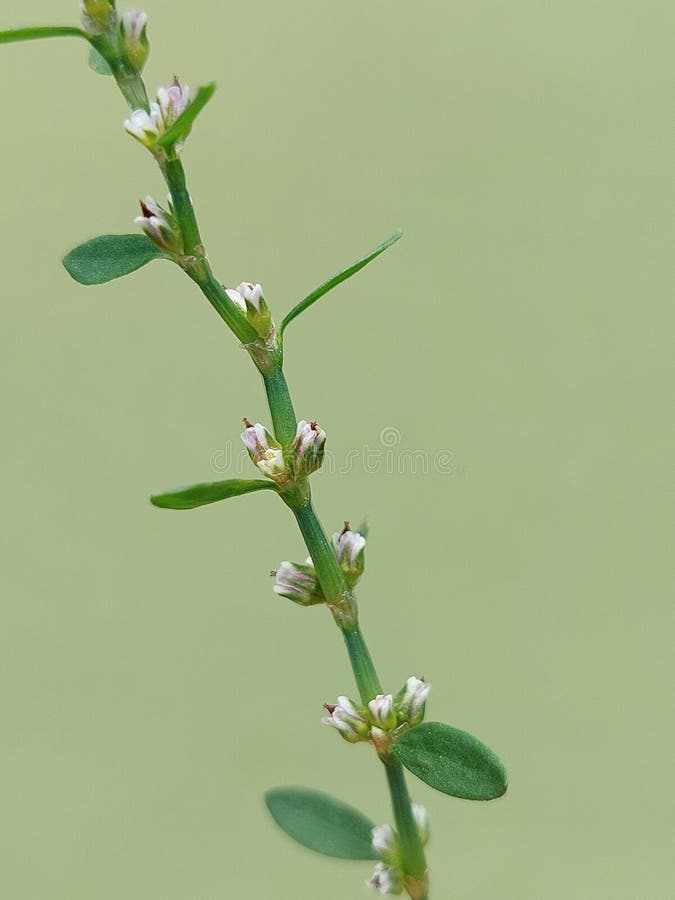 Common Knotgrass (Polygonum Aviculare) Stock Image - Image of medicinal ...