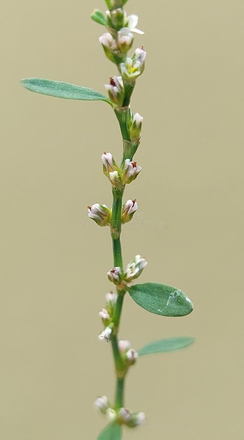 Common Knotgrass (Polygonum Aviculare) Stock Image - Image of knotweed ...