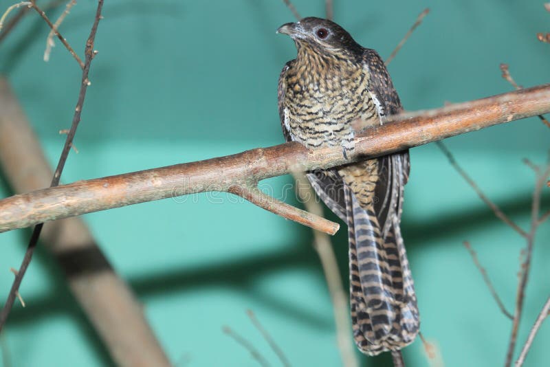 Common koel stock image. Image of koel, nature, bird - 107679547