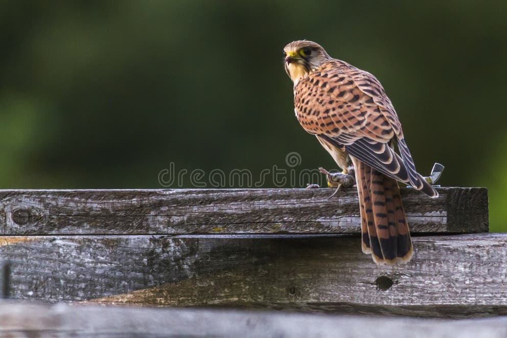 Common Krestel Falco Tinnunculus Stock Photo - Image of claws, nature ...