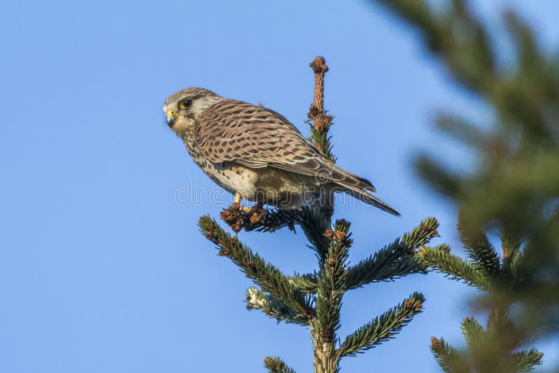 Common Krestel Falco Tinnunculus Stock Photo - Image of plumage, claws ...