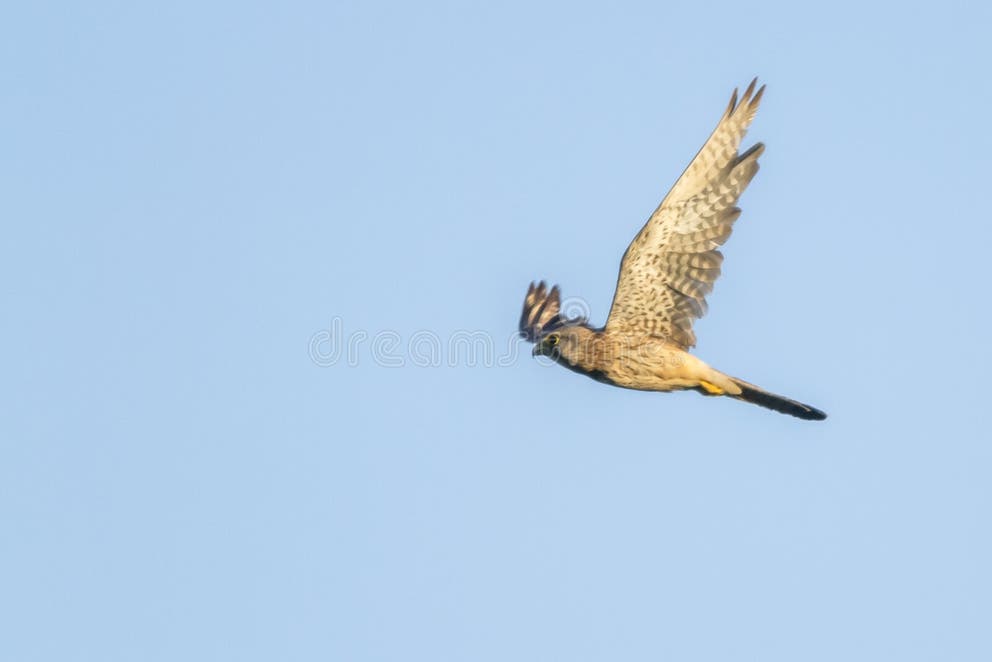 Common Krestel Falco Tinnunculus Stock Photo - Image of claws ...