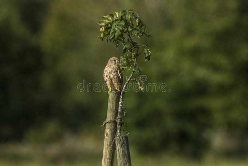 Common Krestel Falco Tinnunculus Stock Photo - Image of claws, beak ...