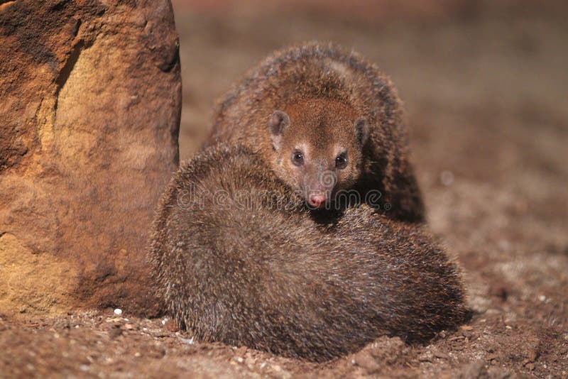 Common kusimanse stock photo. Image of couple, nosed - 36882396