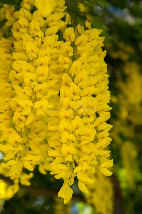 The Common laburnum stock image. Image of closeup, clouds - 183879333