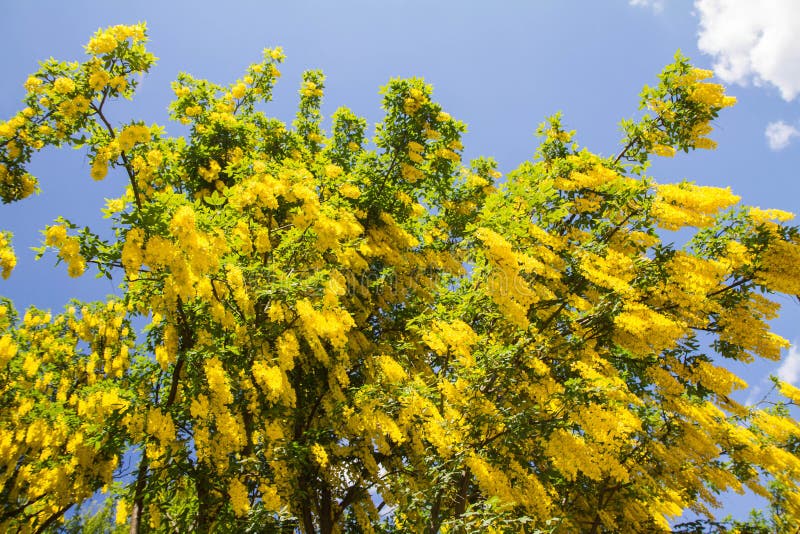 The Common laburnum stock photo. Image of long, laburnum - 183879370