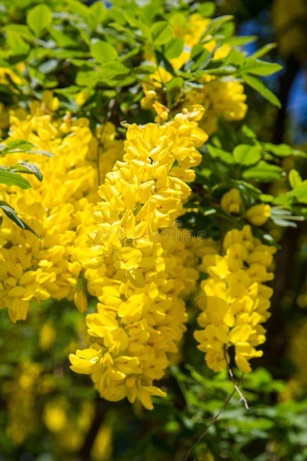 The Common laburnum stock photo. Image of detail, leaf - 183949802