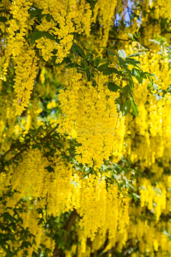 The Common laburnum stock image. Image of beautiful - 183949813