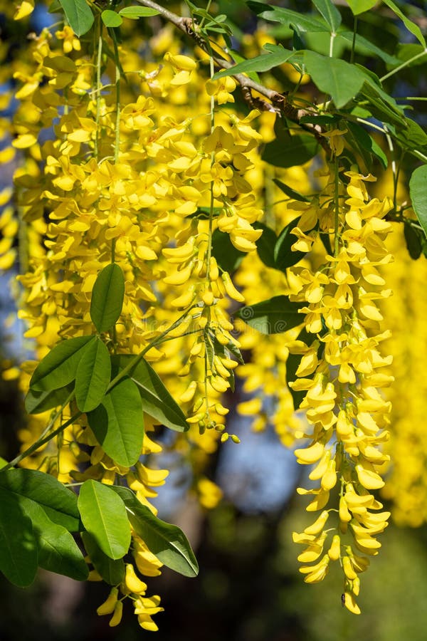 Common Laburnum, Laburnum Anagyroides Stock Image - Image of beauty ...