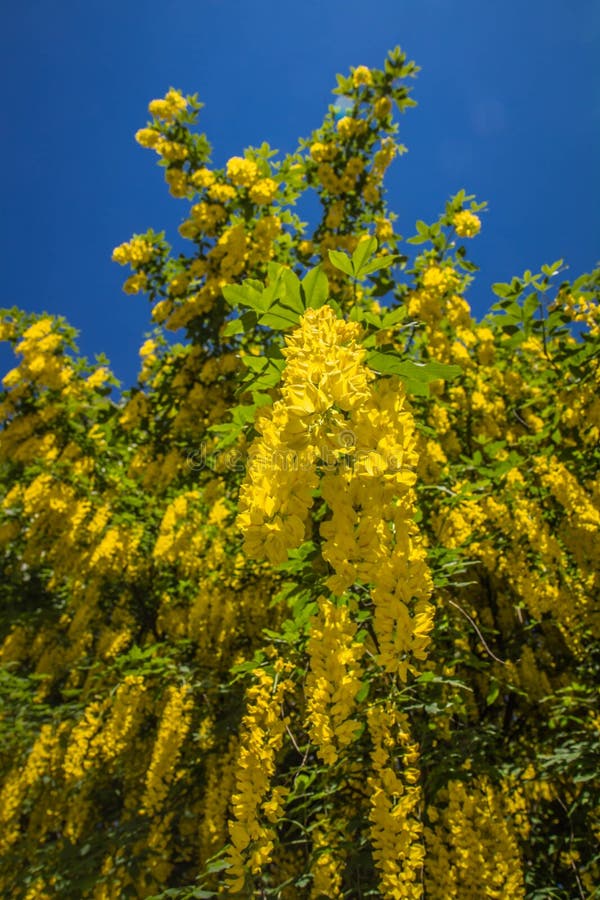 The Common laburnum stock photo. Image of clouds, leaf - 183878928