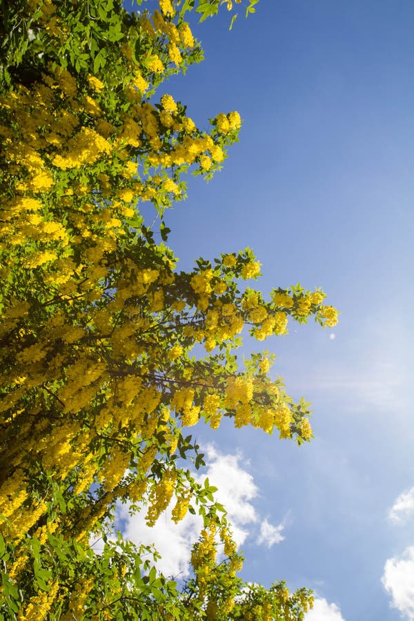 The Common laburnum stock image. Image of natural, cloud - 183878939
