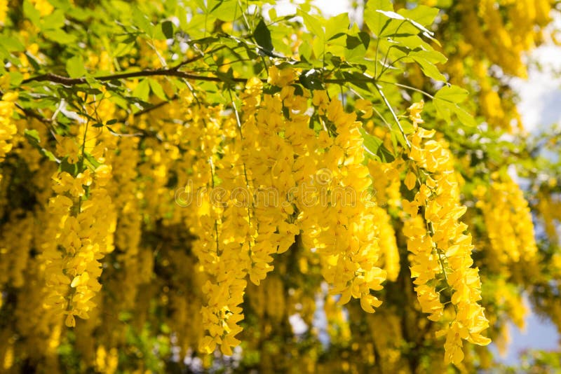 The Common laburnum stock photo. Image of blue, natural - 183878948