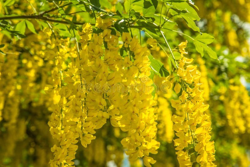 The Common laburnum stock image. Image of outdoor, outdoors - 183878957
