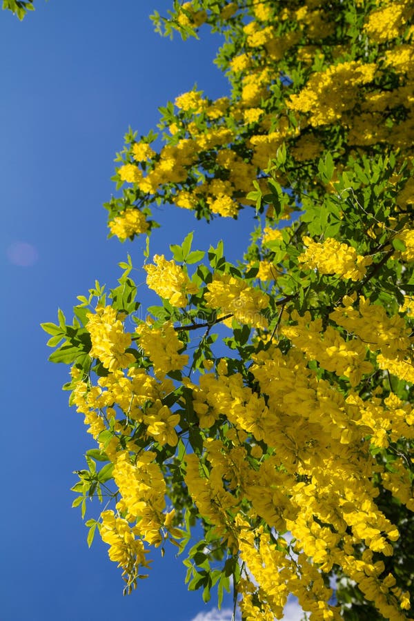 The Common laburnum stock image. Image of outdoor, chain - 183878975